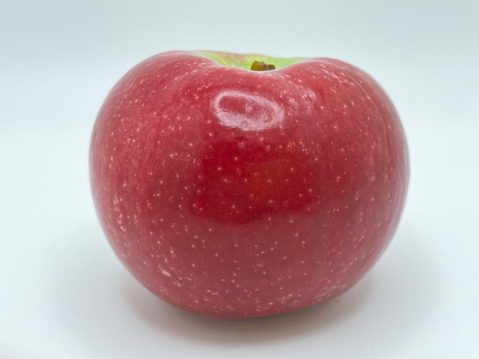 Modern Apples — Roots to Fruits Nursery