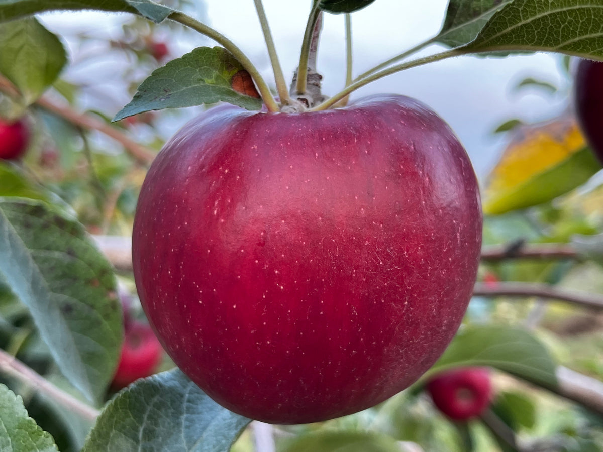 Carolina Red June Apple — Roots to Fruits Nursery