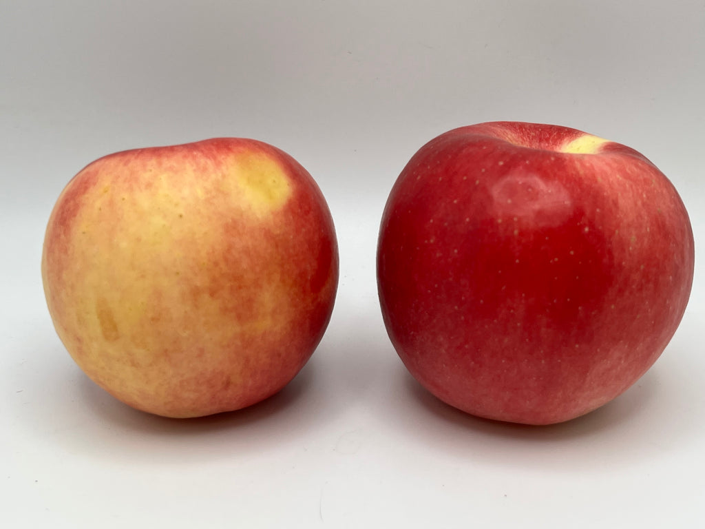 Scion Wood — Roots to Fruits Nursery