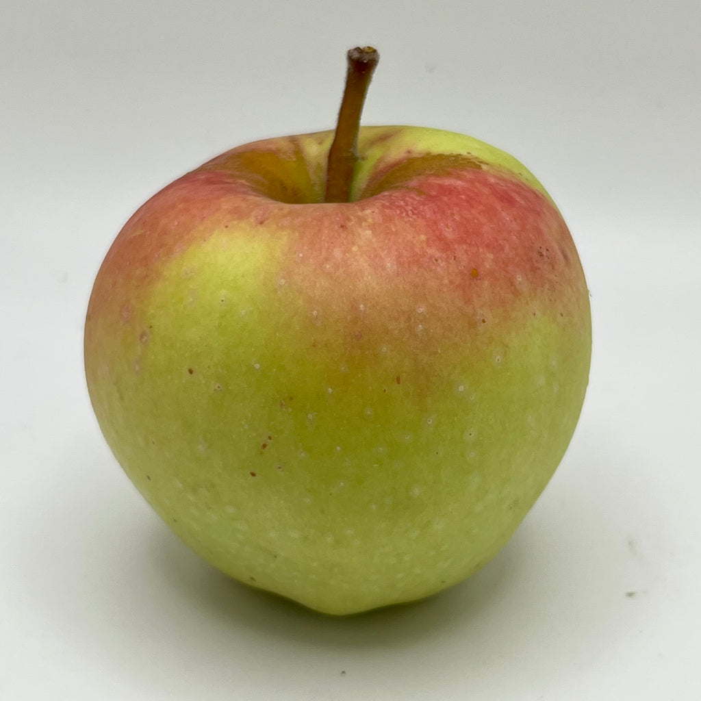 Scionwood — Roots to Fruits Nursery