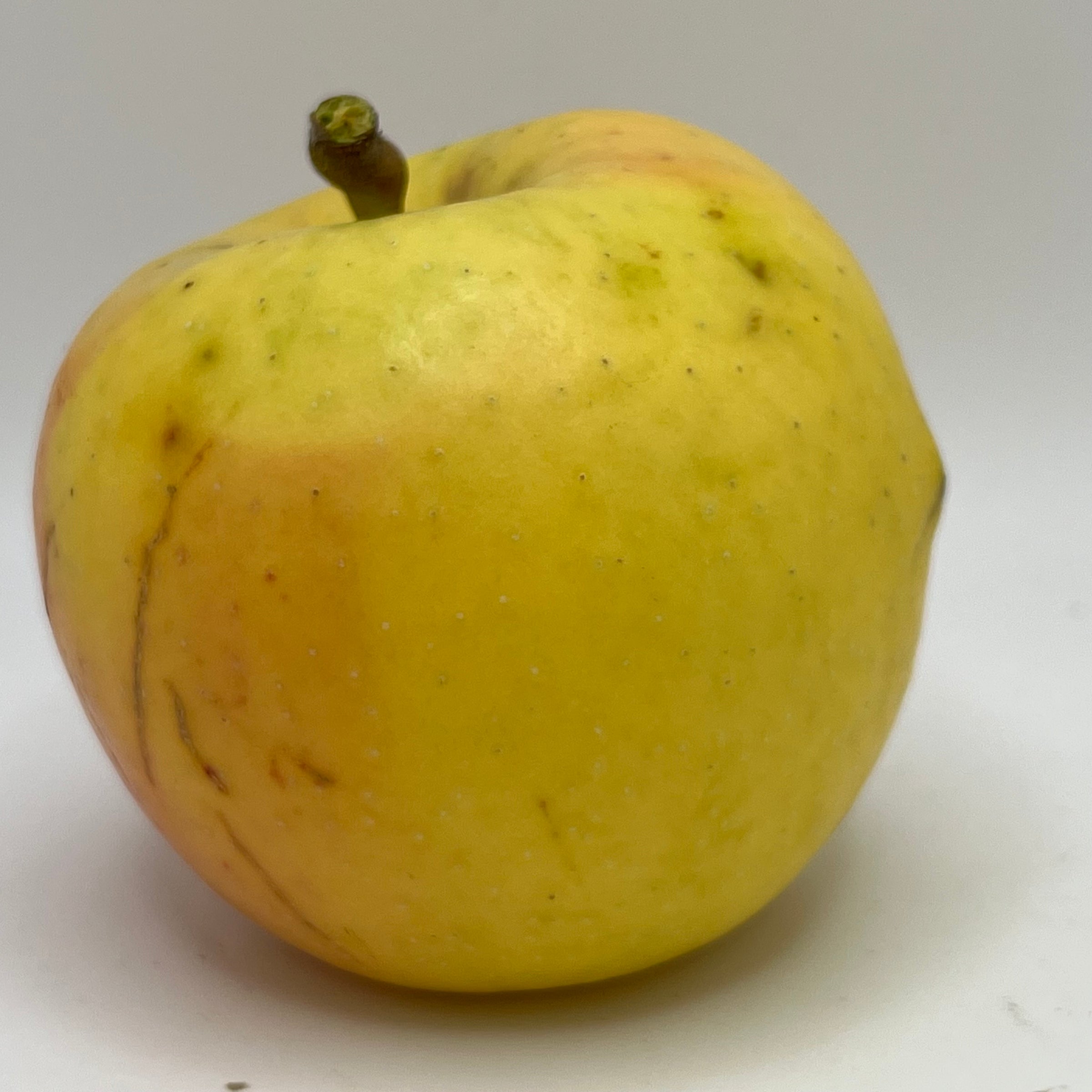 Heliodor™ Apple Trees — Roots to Fruits Nursery