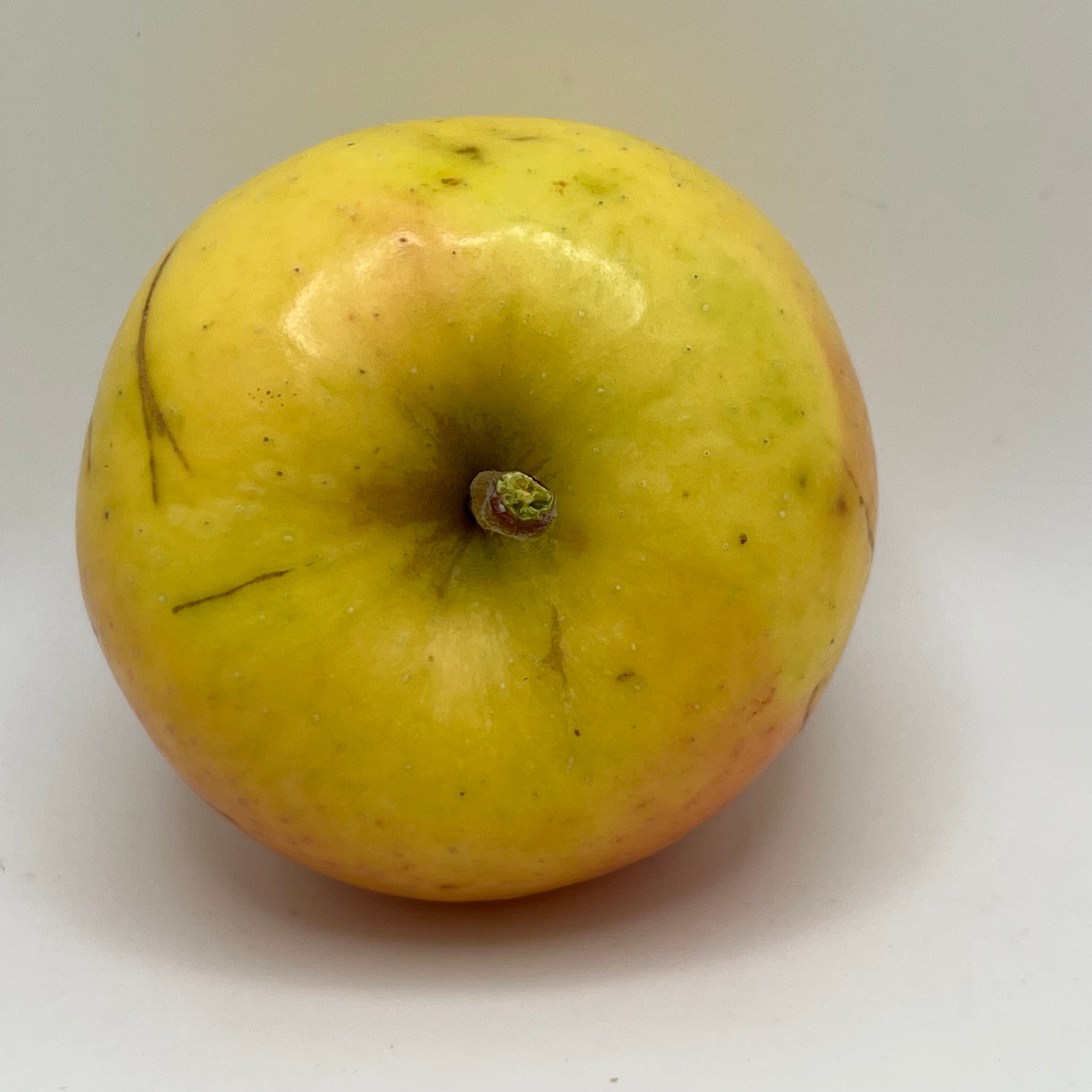 Heliodor™ Apple Trees — Roots to Fruits Nursery