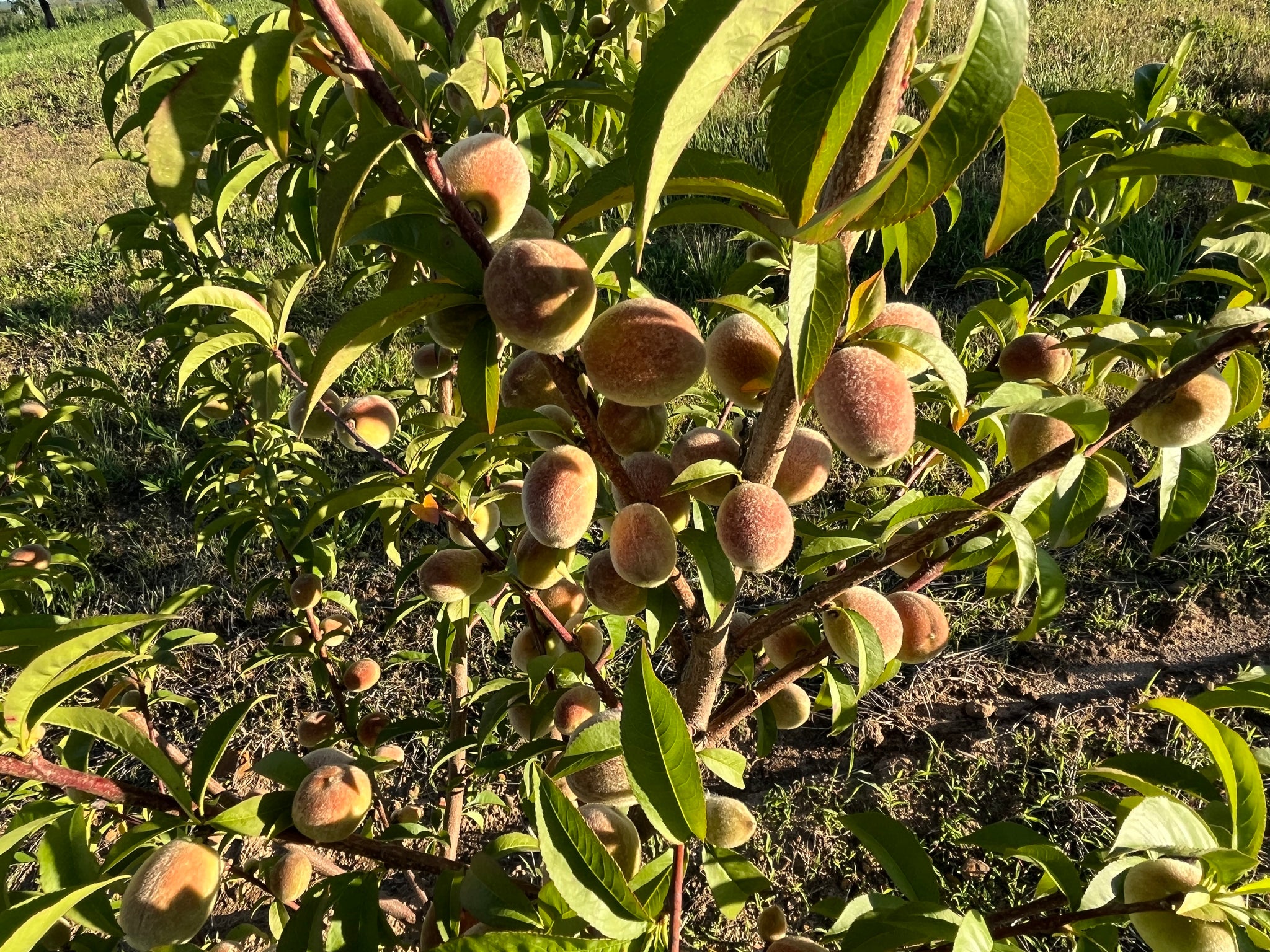 Peach Trees — Roots to Fruits Nursery