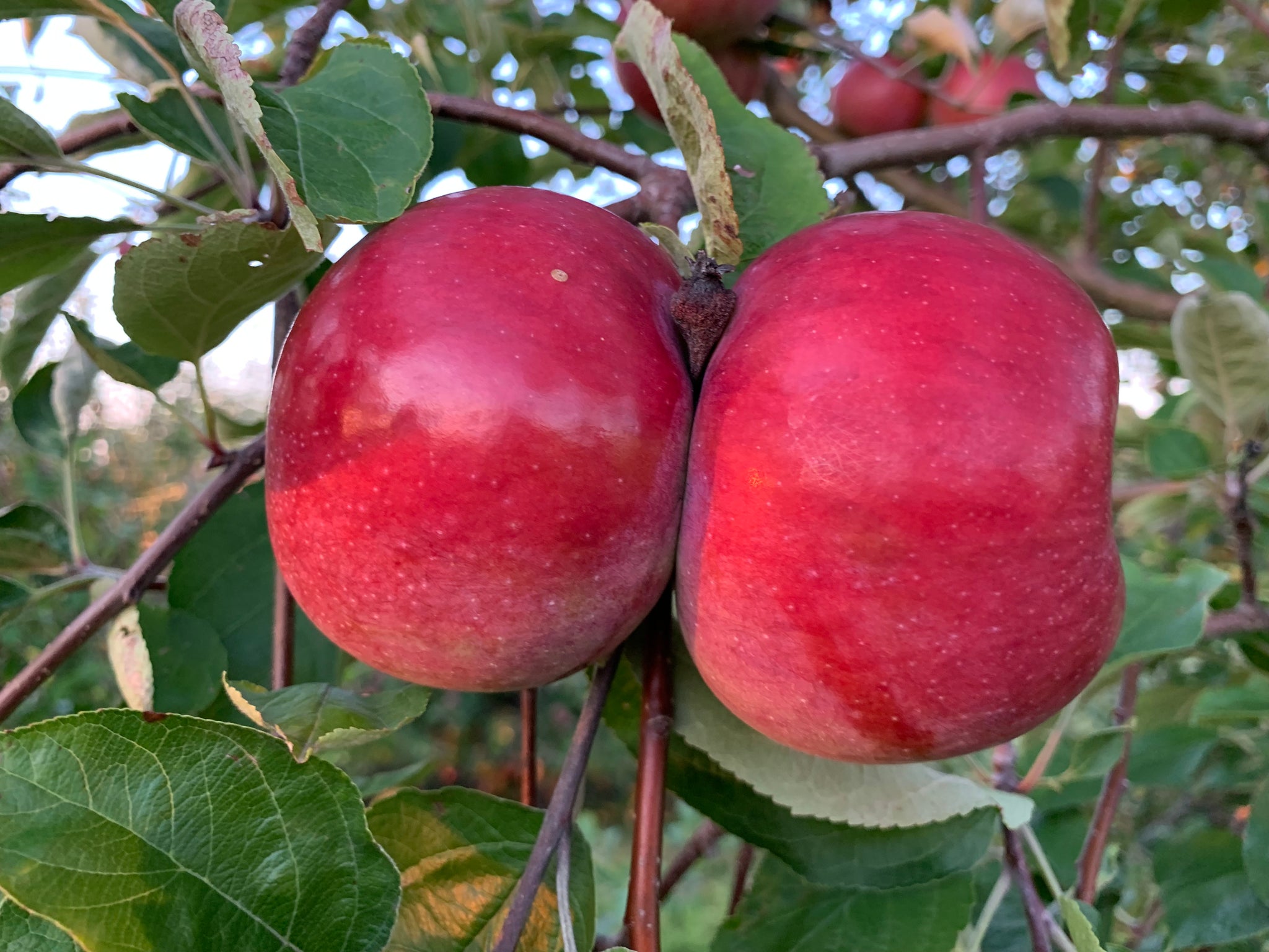 Scionwood — Roots to Fruits Nursery