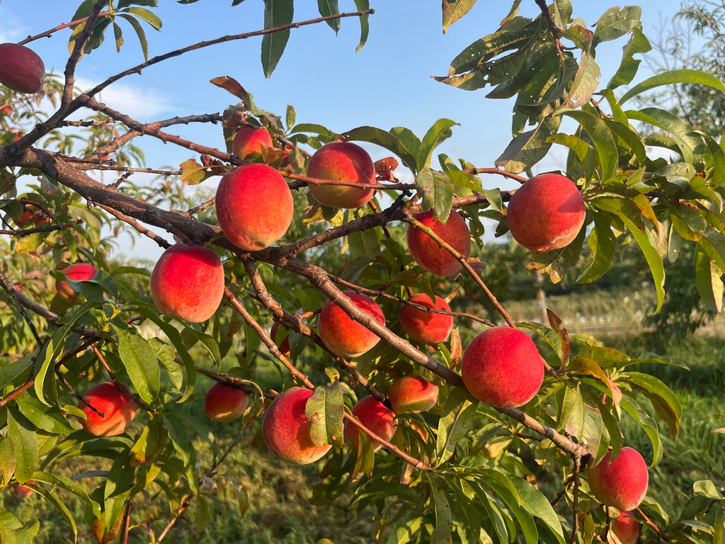 Peach Trees — Roots to Fruits Nursery