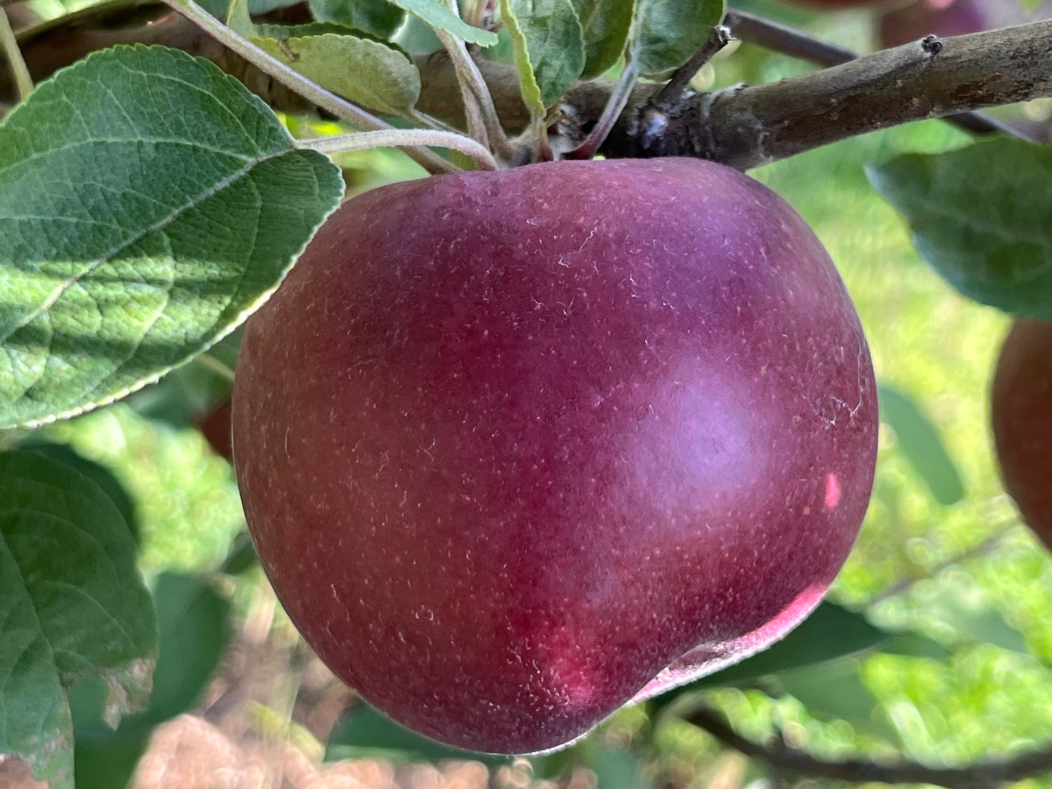 Heirloom Apples — Roots to Fruits Nursery