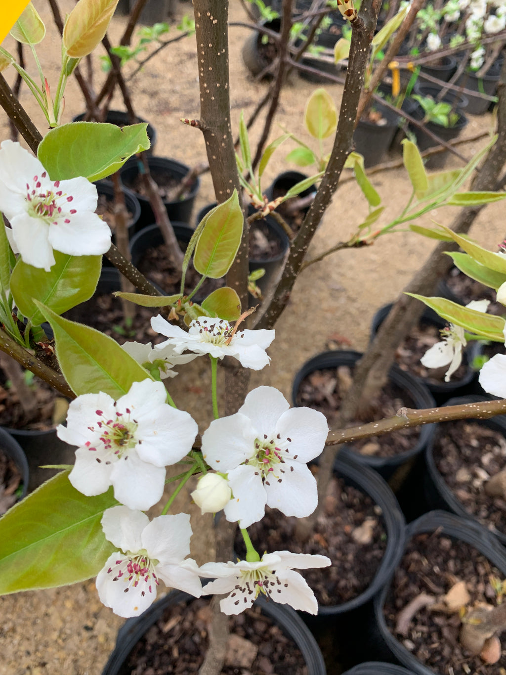 Asian Pears — Roots to Fruits Nursery