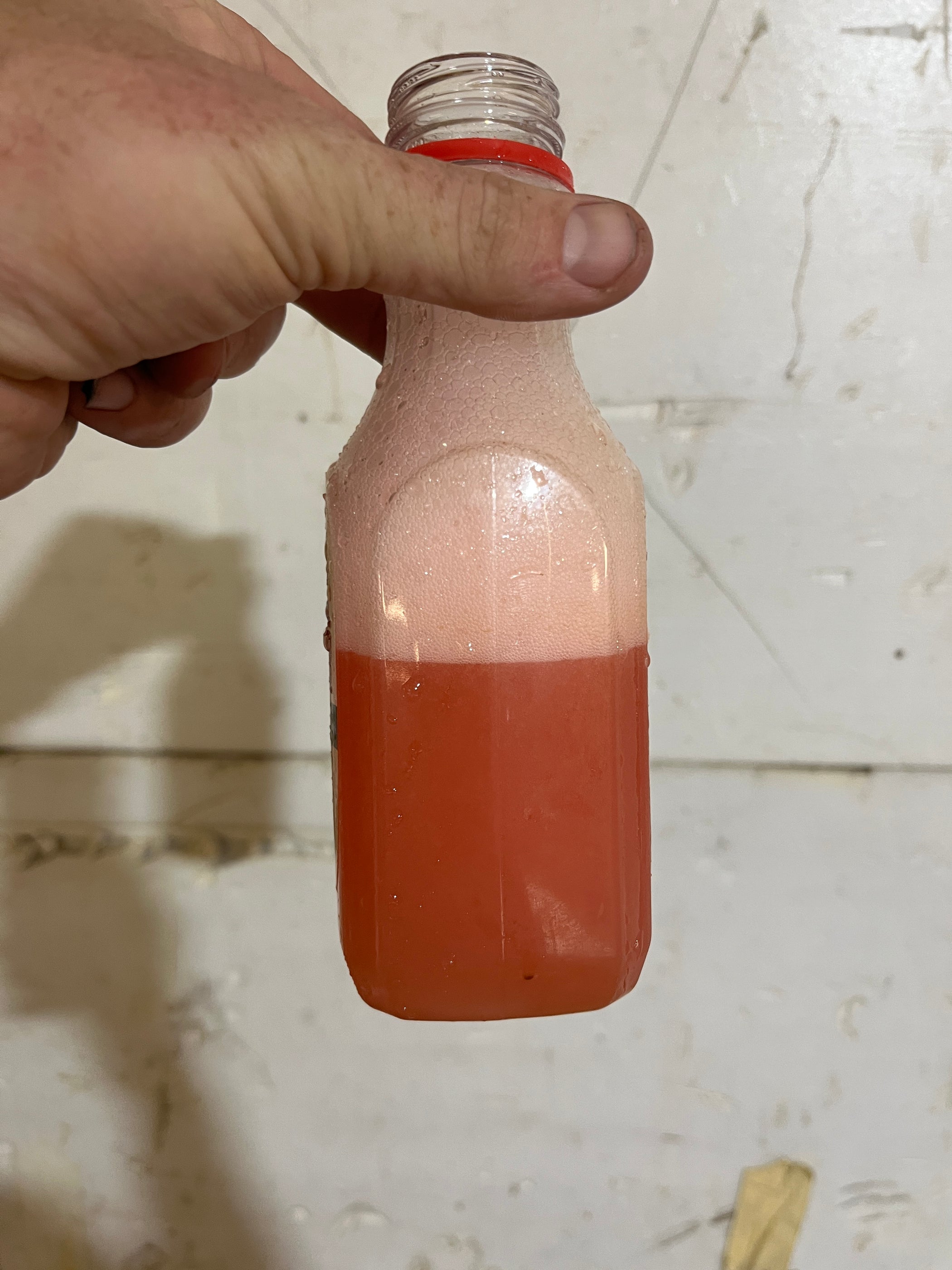 Redfield Apple Apple Tree — Roots to Fruits Nursery