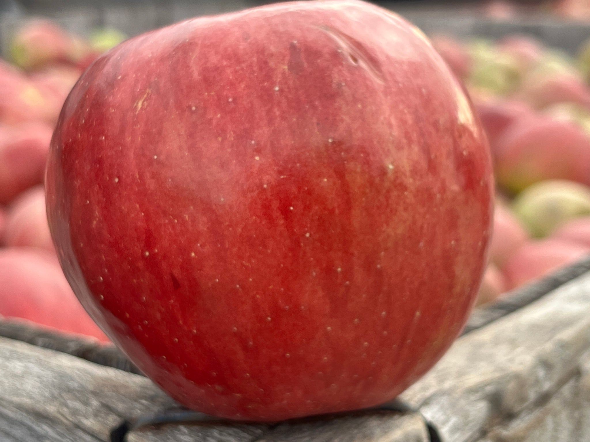 Modern Apples — Roots to Fruits Nursery