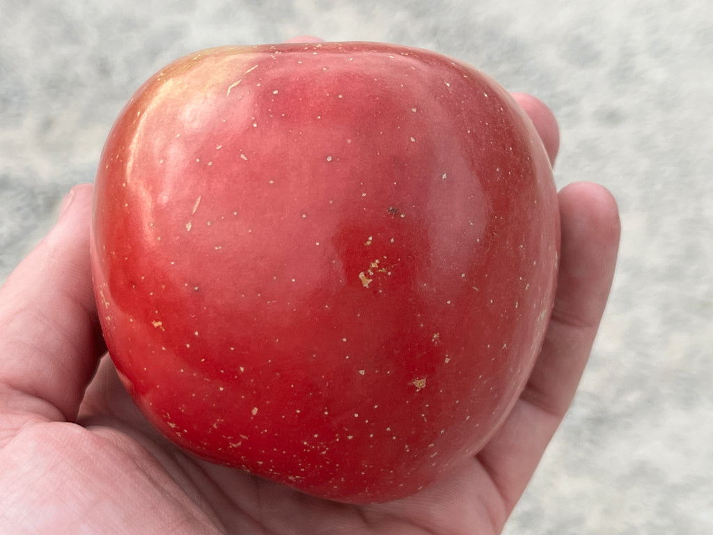 Dwarf Apple Trees — Roots to Fruits Nursery