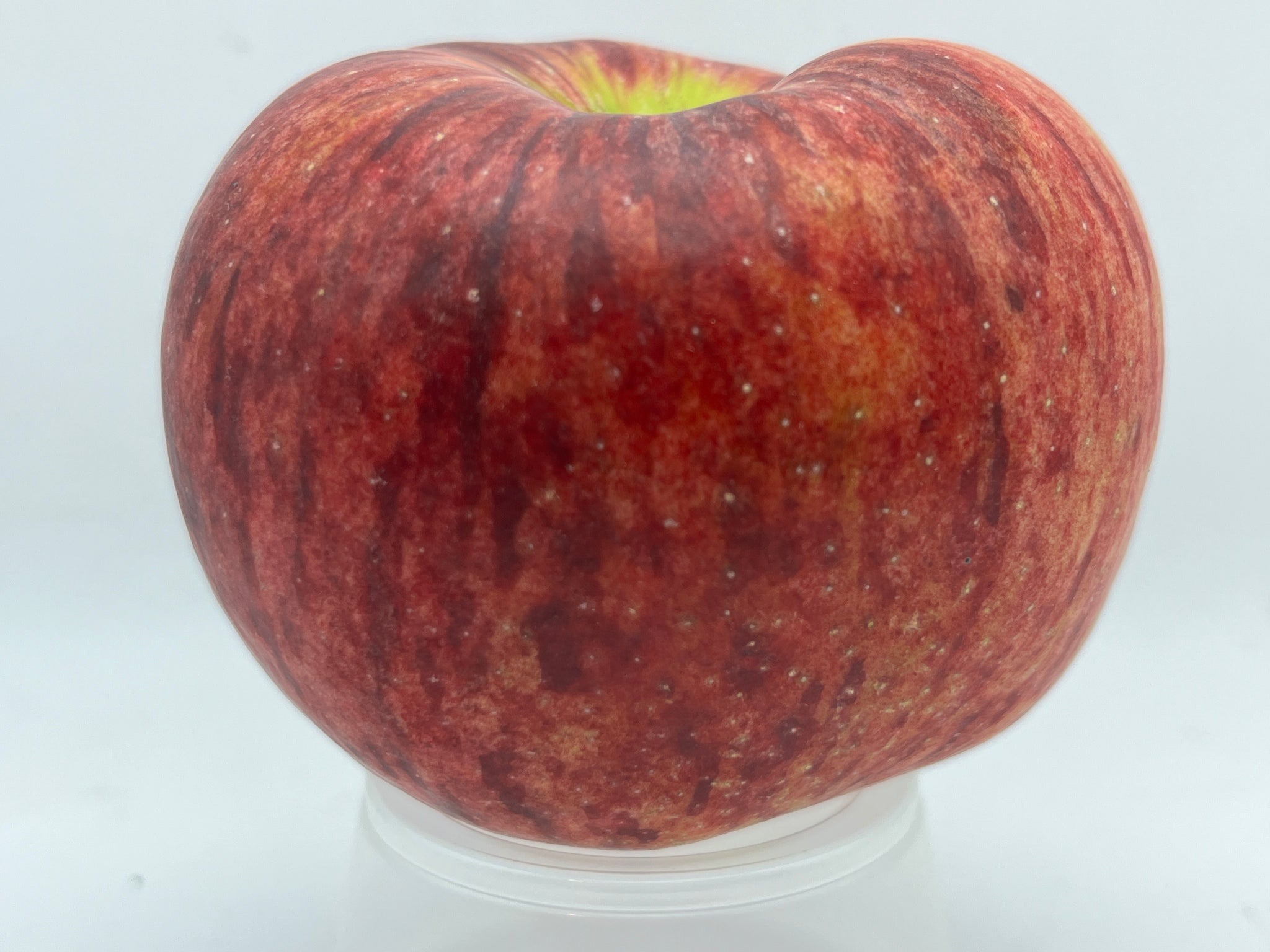 Scionwood — Roots to Fruits Nursery