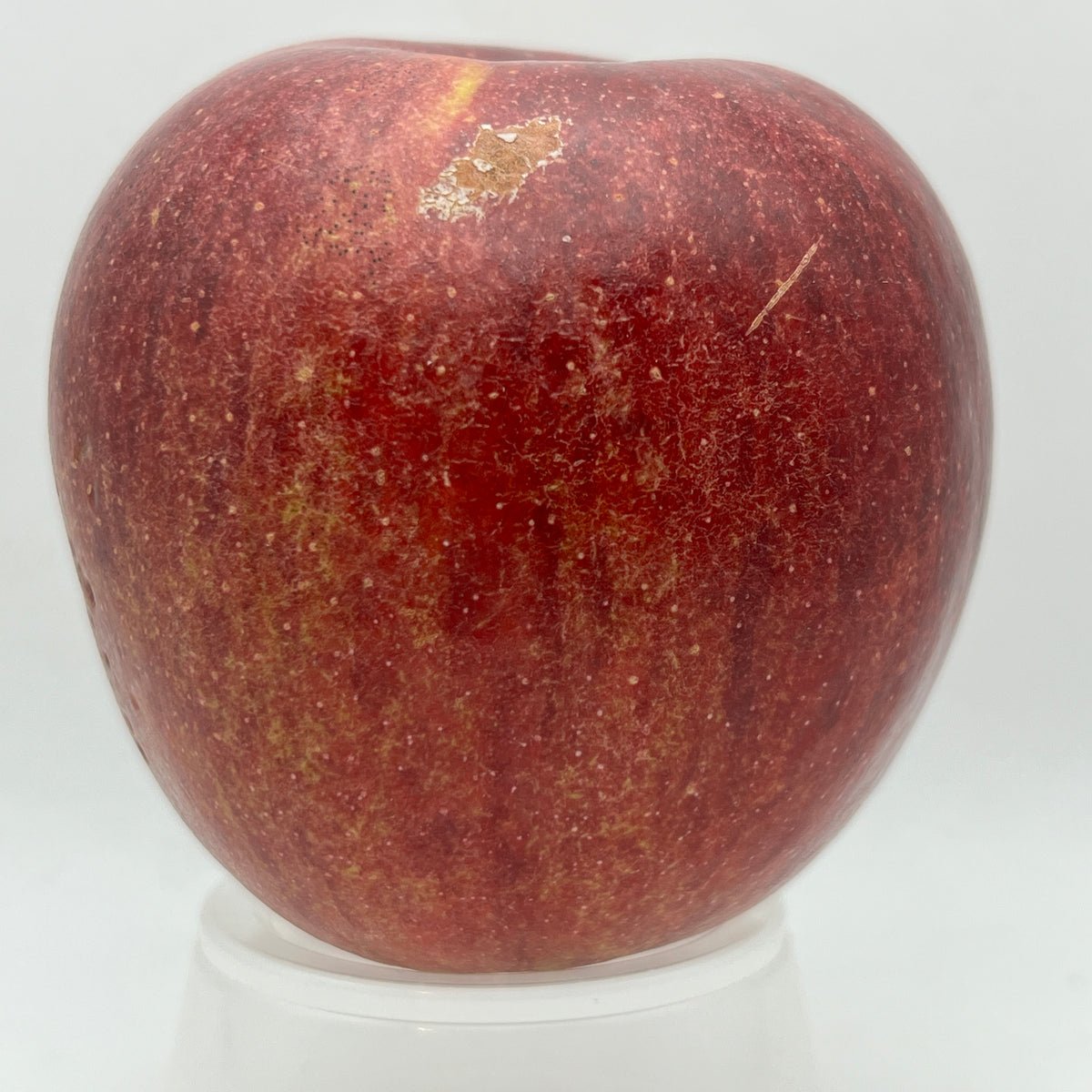 Winecrisp Apple Tree — Roots to Fruits Nursery