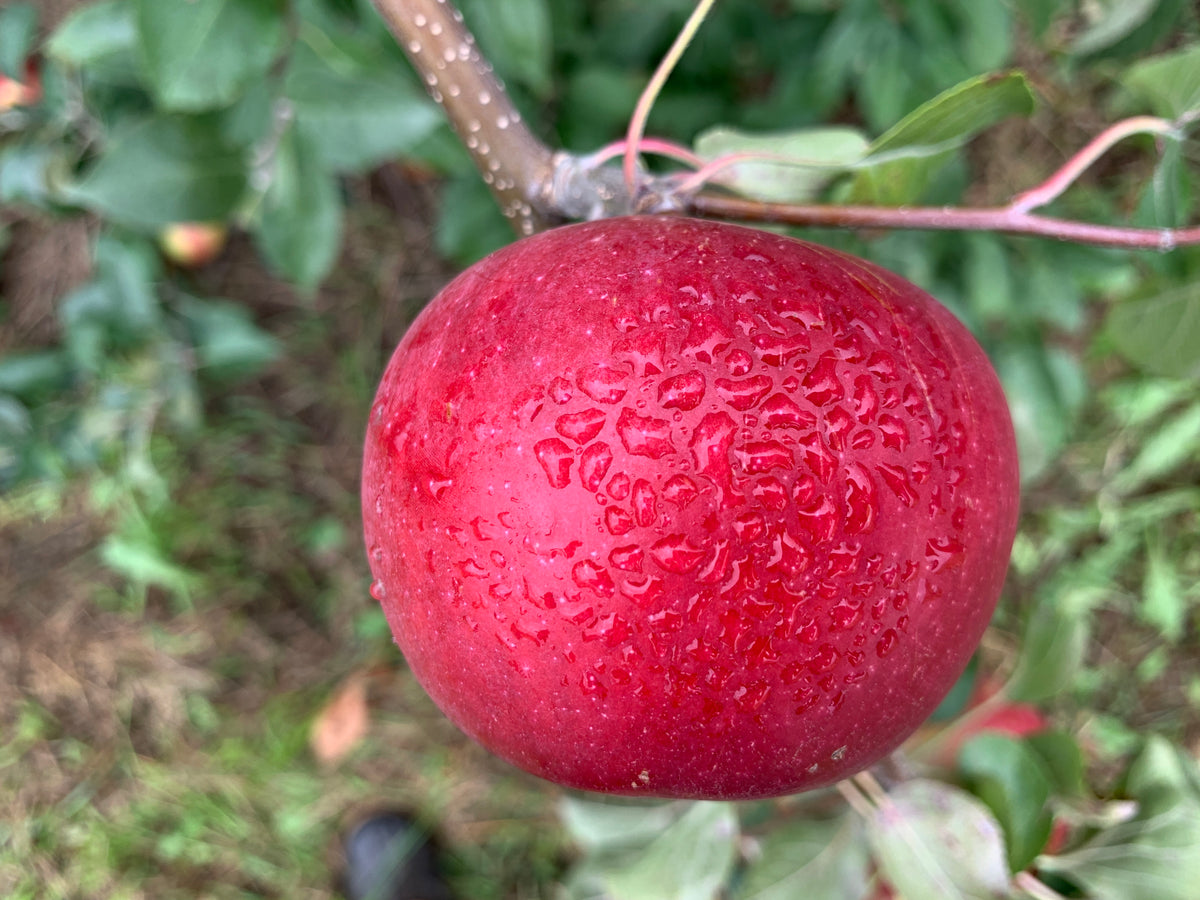 Monarch Apple Scionwood — Roots to Fruits Nursery