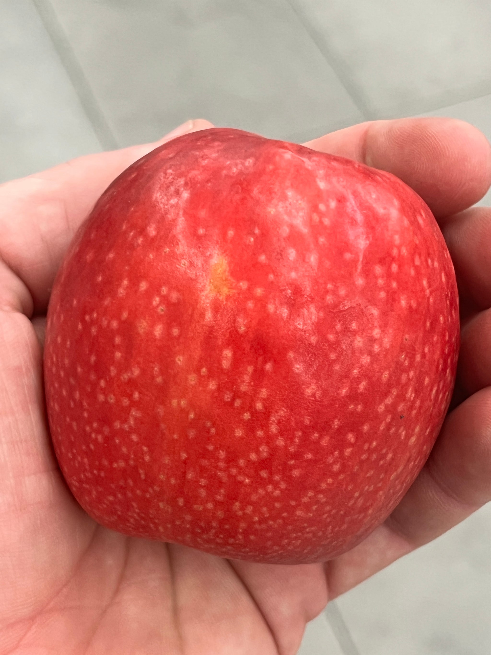 Modern Apples — Roots to Fruits Nursery