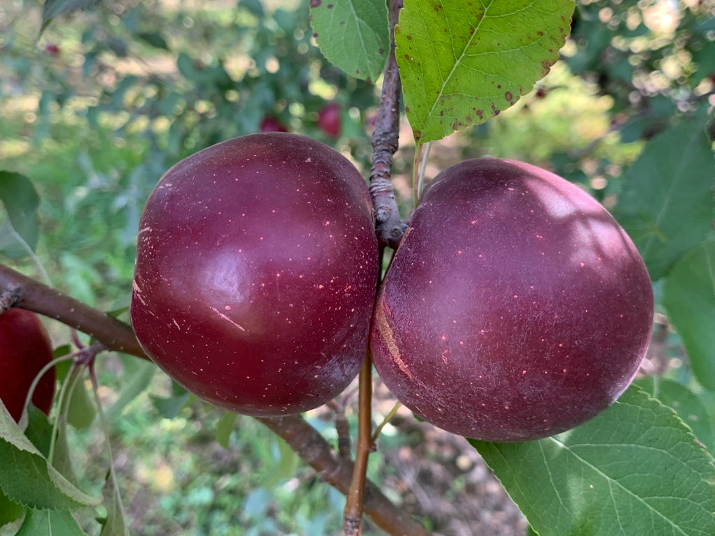 Scion Wood — Roots to Fruits Nursery