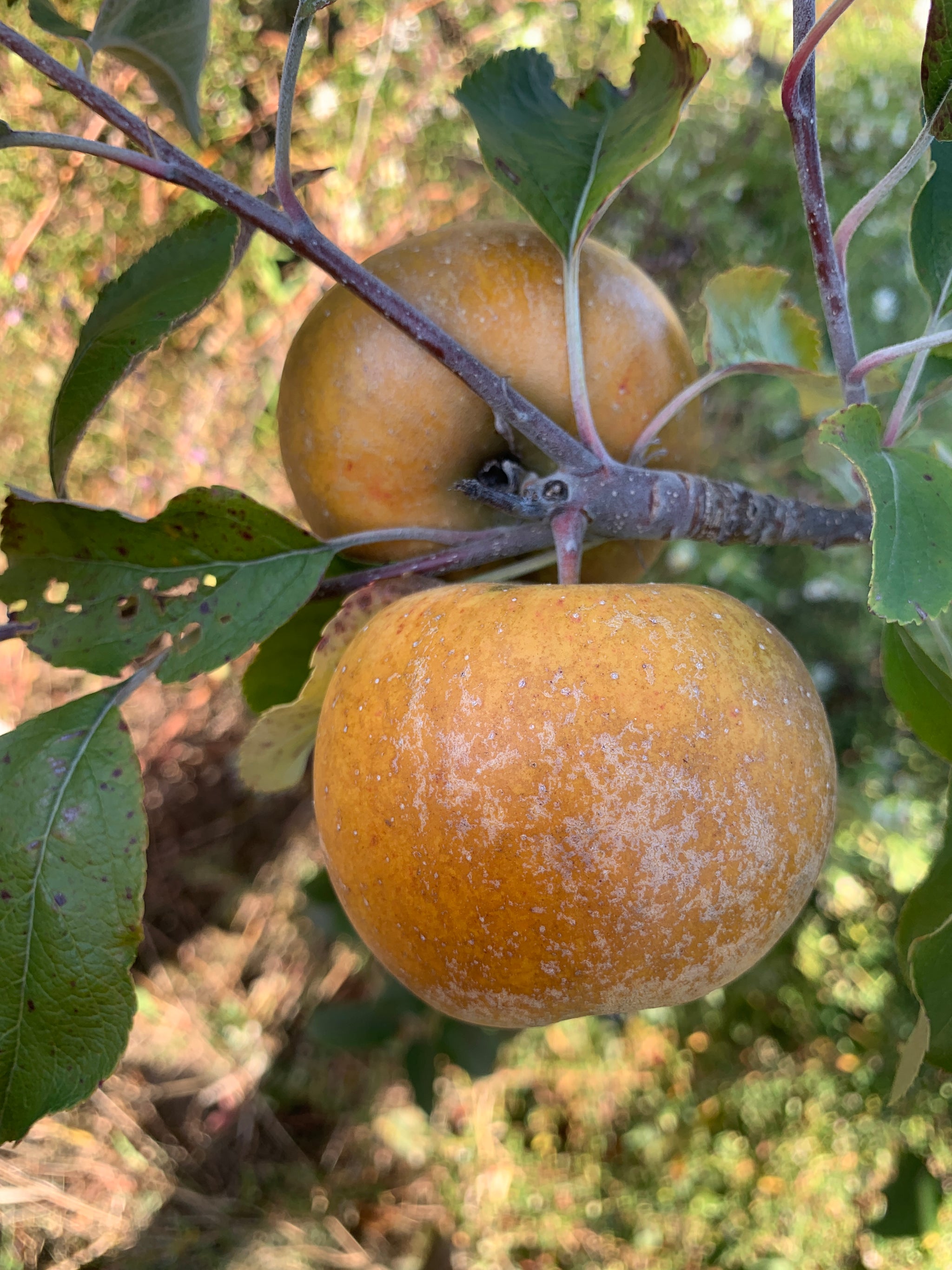 Scionwood — Roots to Fruits Nursery