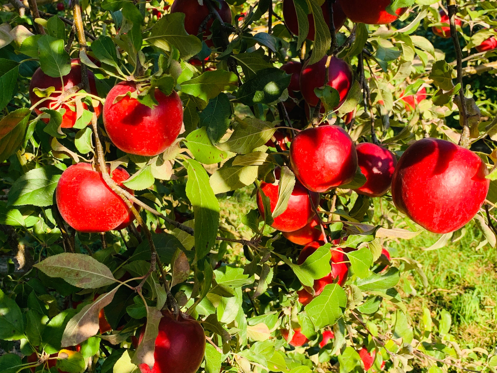 Scionwood — Roots to Fruits Nursery