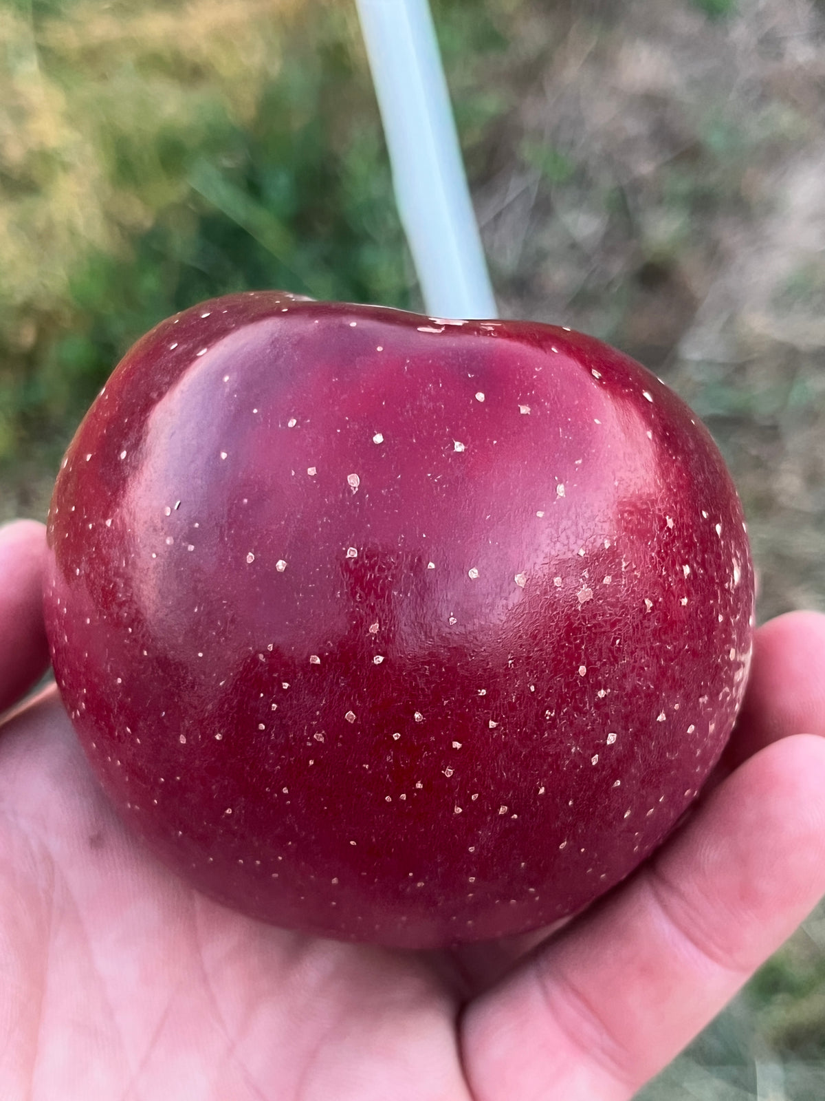 Redfield Apple Apple Tree — Roots to Fruits Nursery