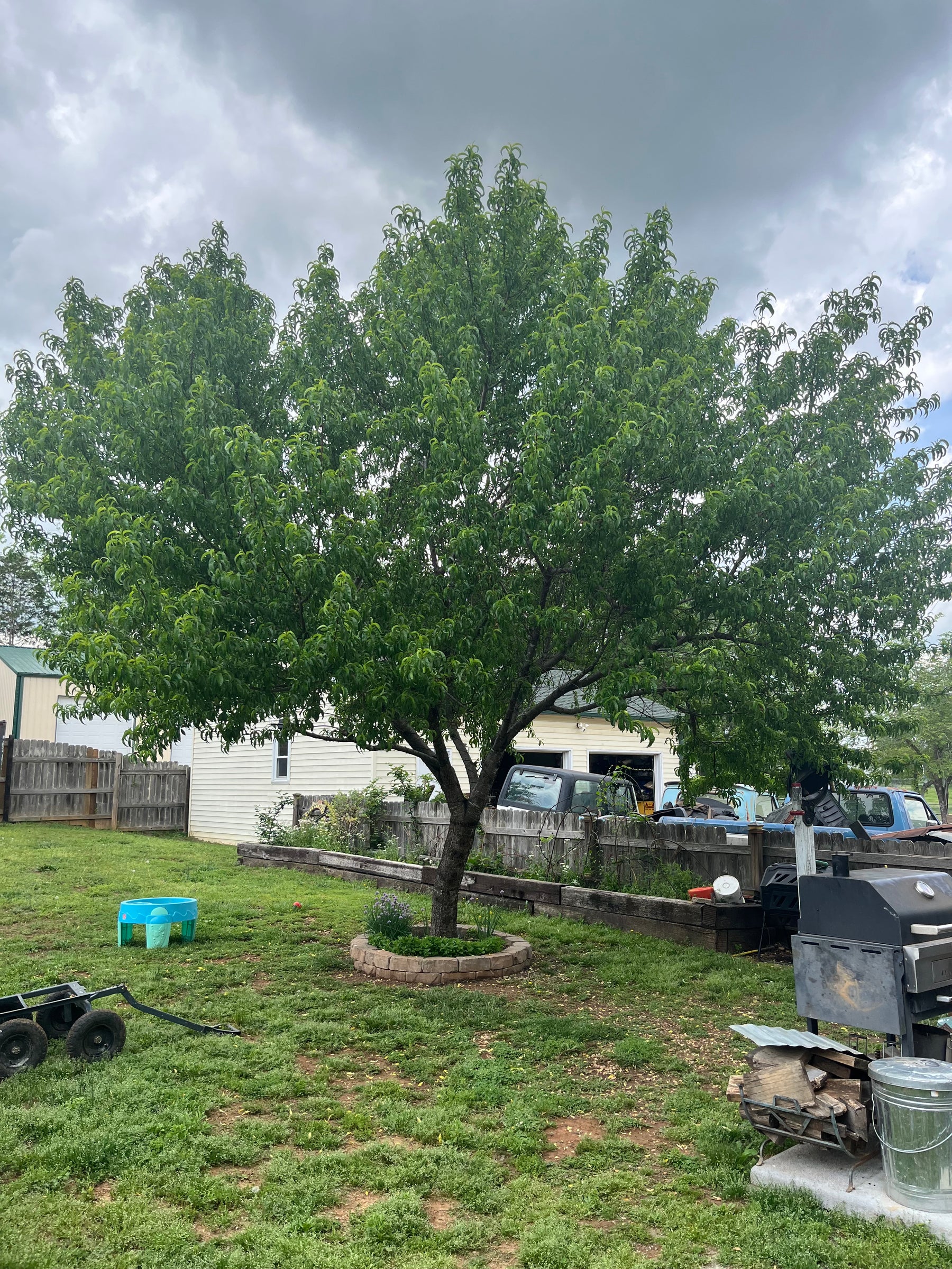 Nectarine Trees — Roots to Fruits Nursery