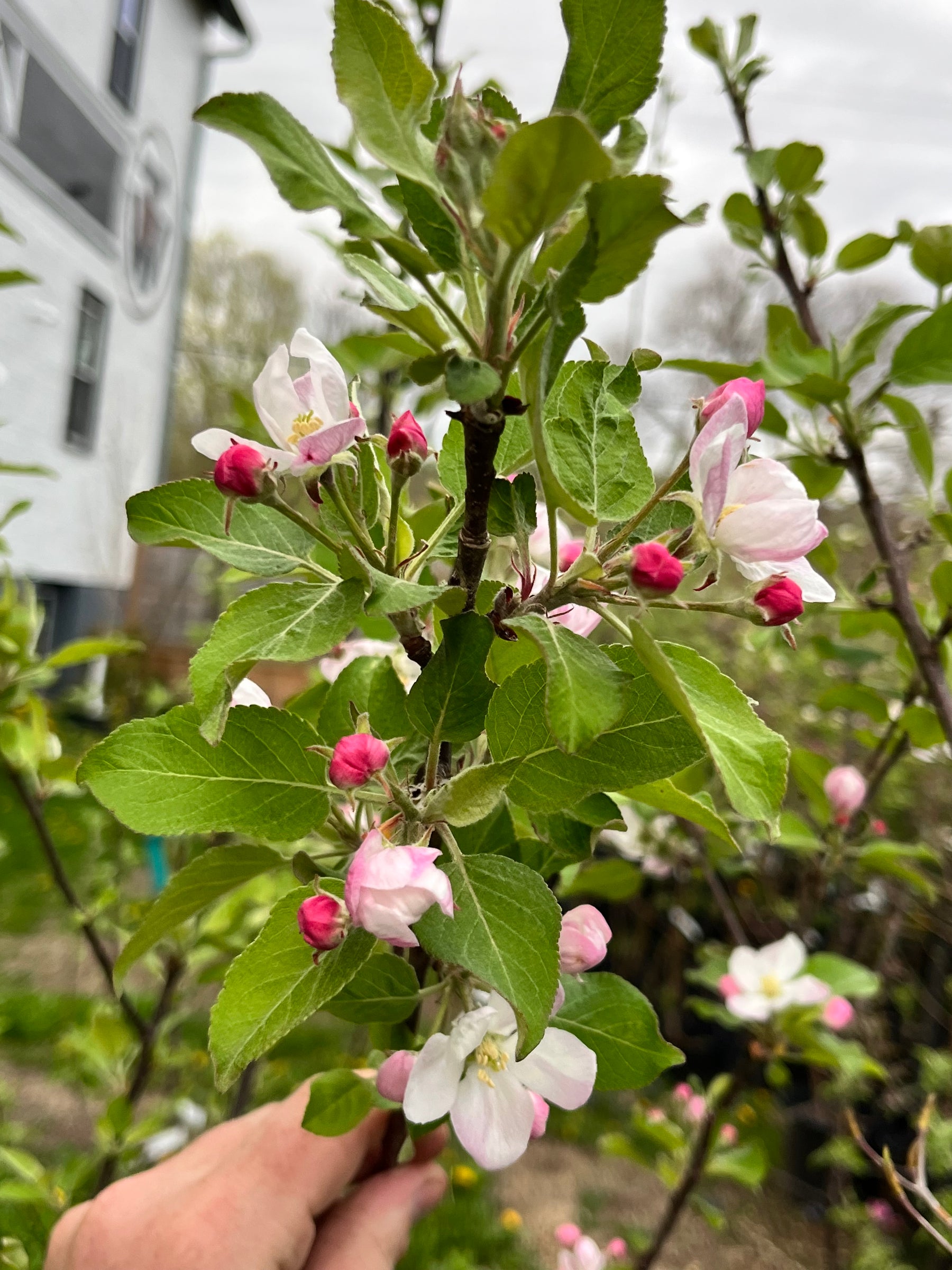 Kickapoo Spice Apple Tree — Roots to Fruits Nursery