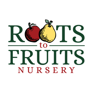 Kandil Sinap Apple — Roots to Fruits Nursery
