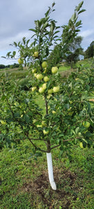 Yellow Transparent Apple Tree — Roots to Fruits Nursery