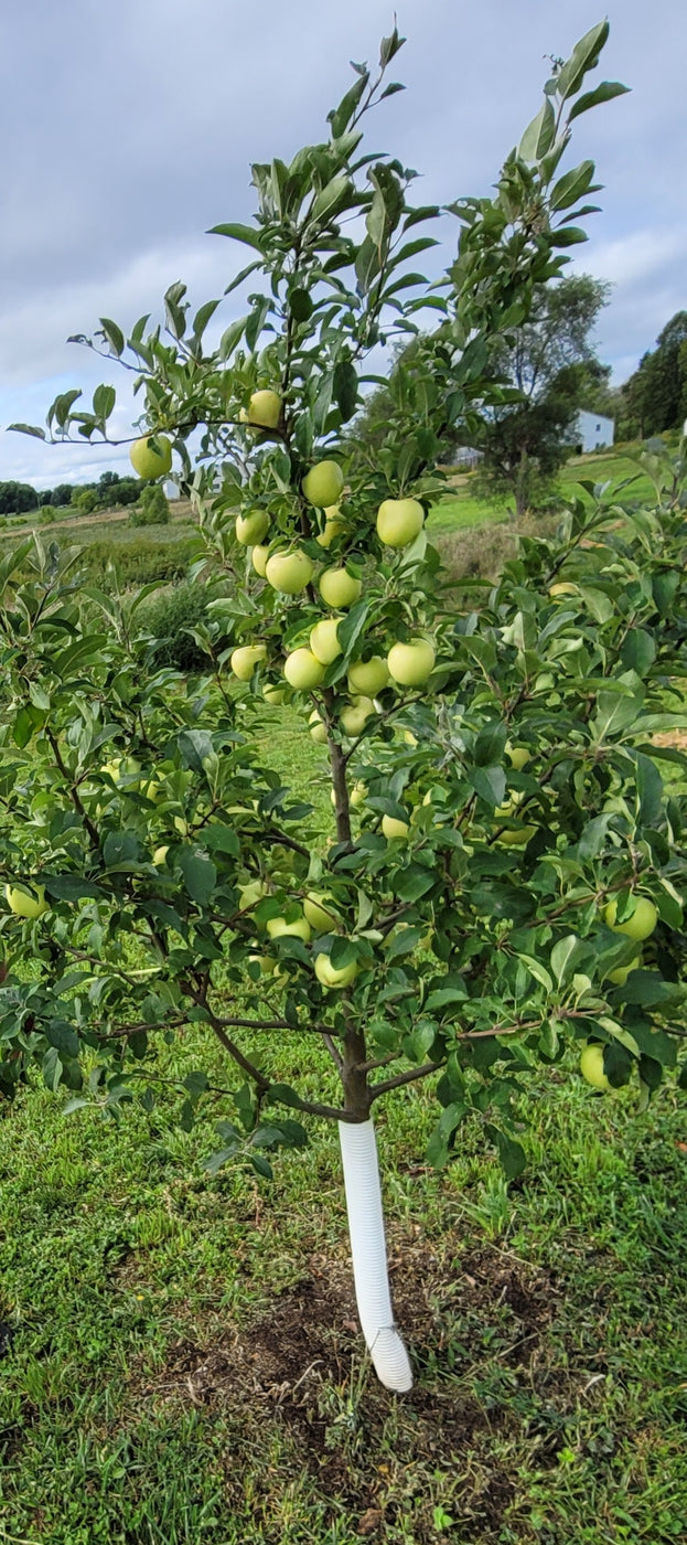 Yellow Transparent Apple Tree — Roots to Fruits Nursery