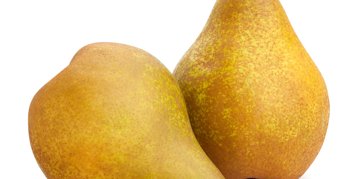 Bosc Pear Tree — Roots to Fruits Nursery