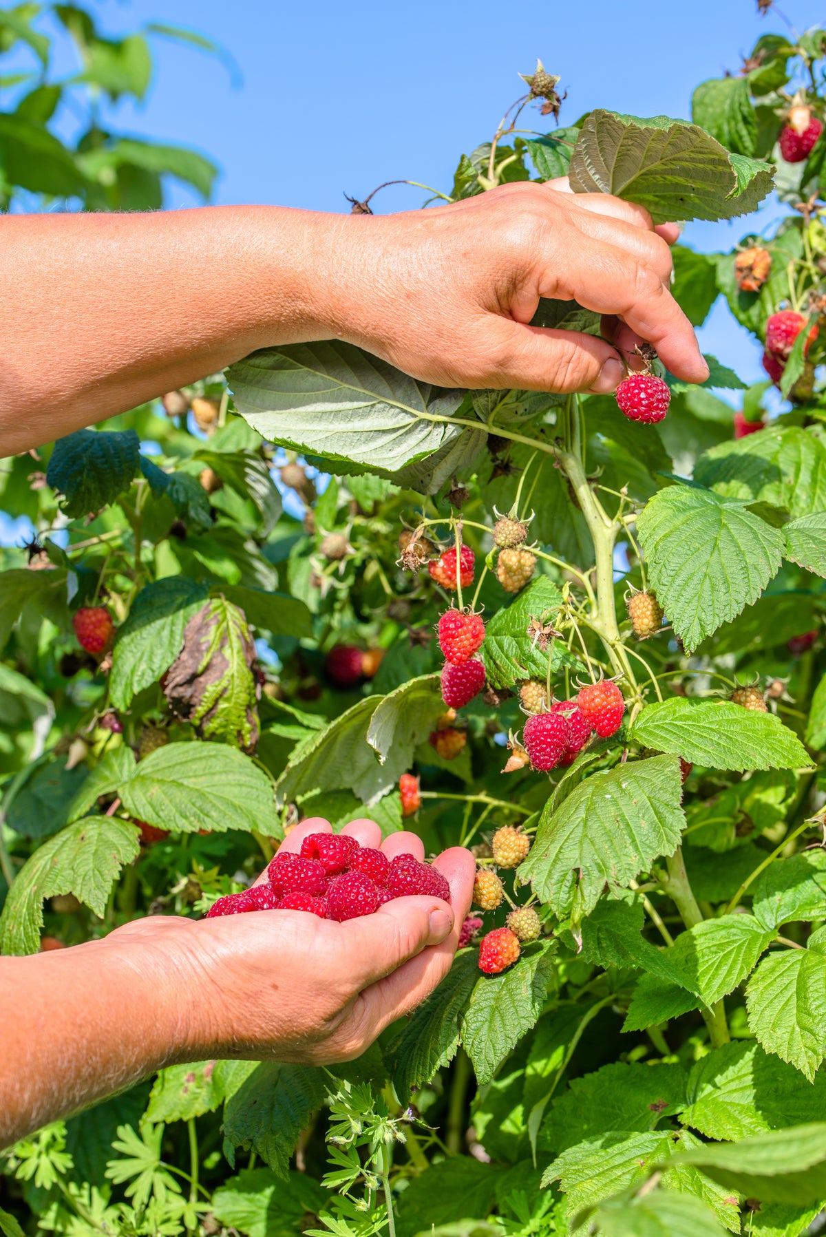 Heritage Raspberry Plants — Roots to Fruits Nursery