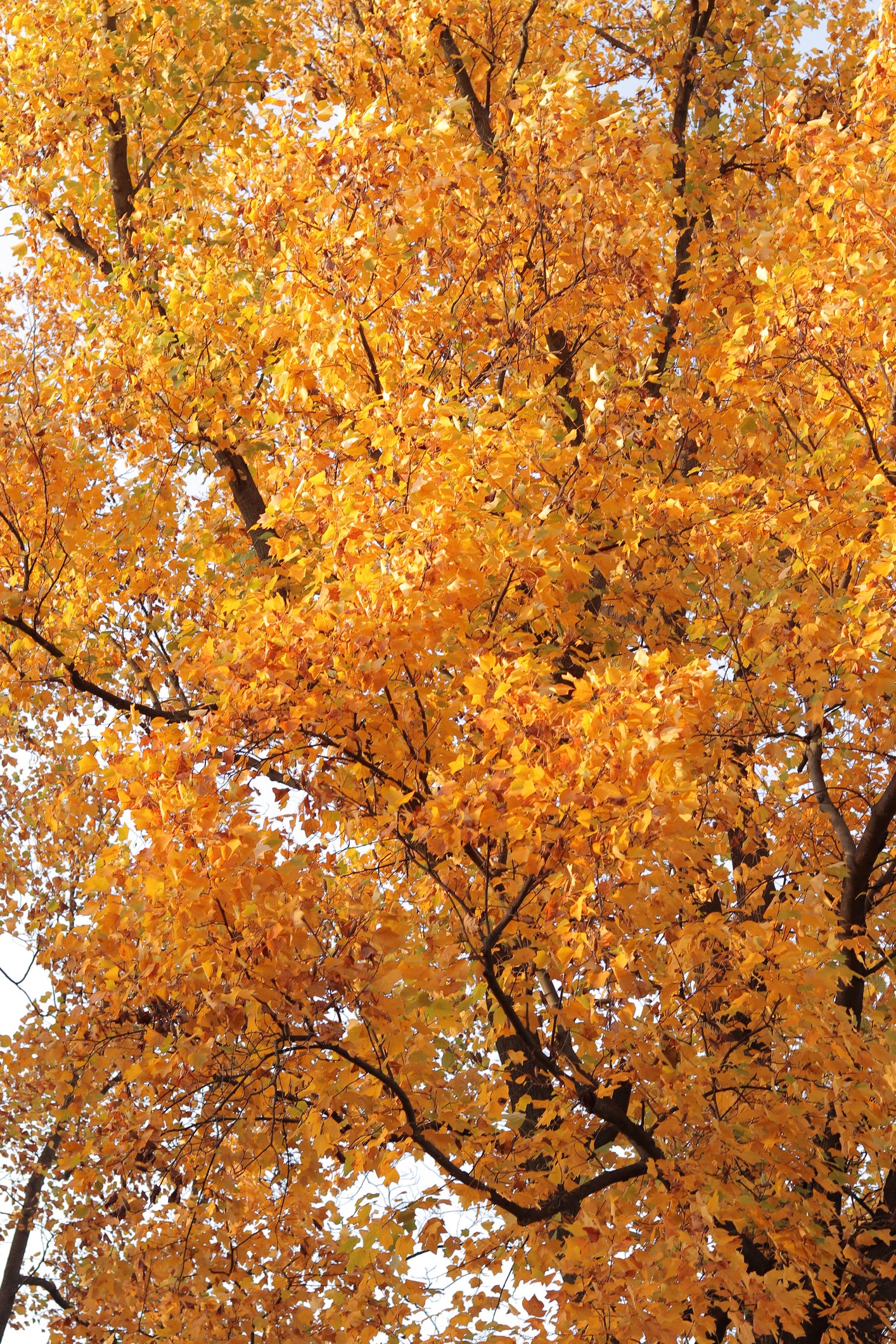 Tulip Poplar Tree — Roots to Fruits Nursery