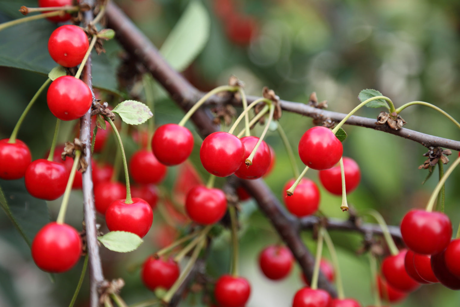 Bush Cherries — Roots to Fruits Nursery