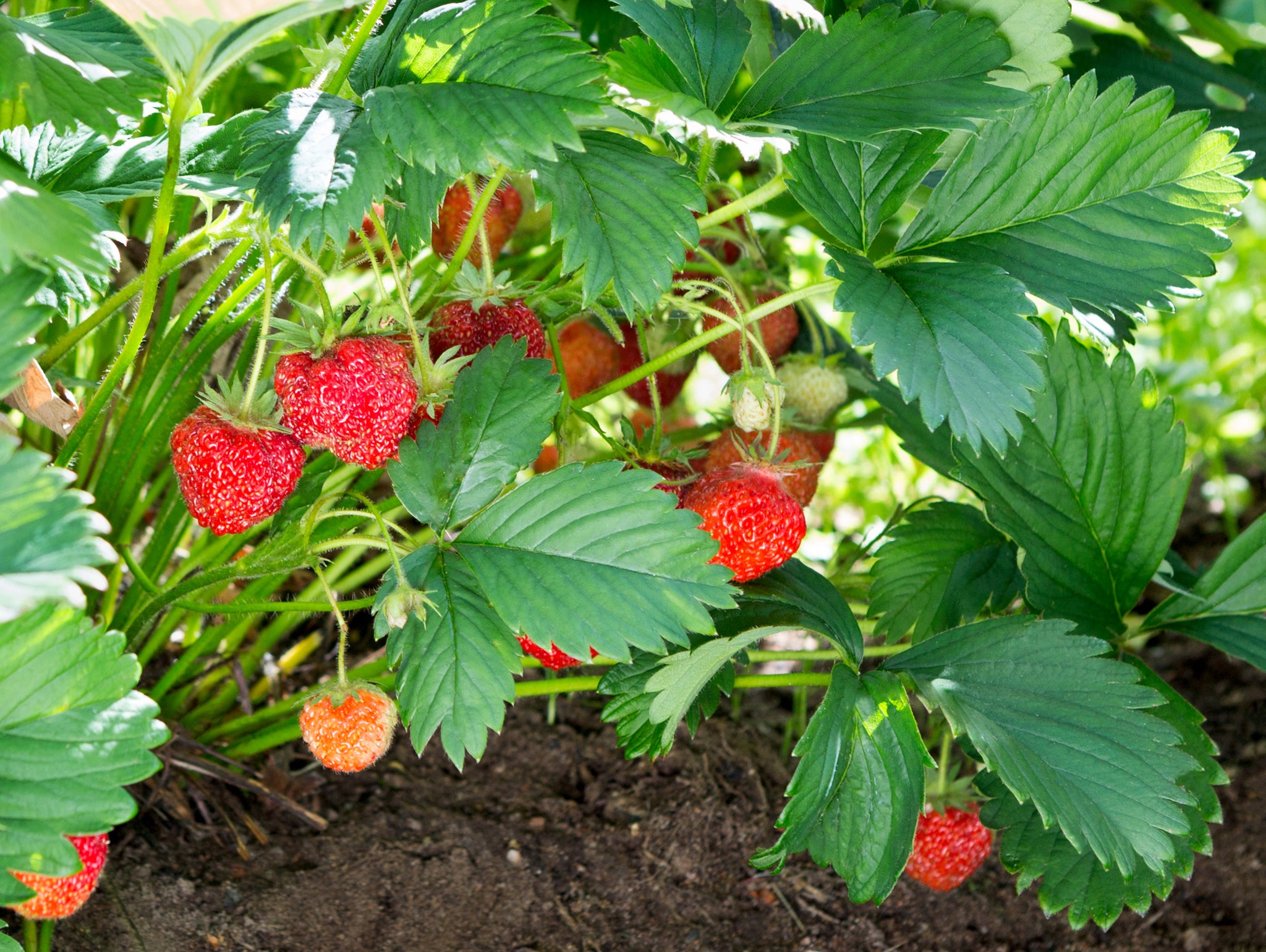 Strawberries — Roots to Fruits Nursery