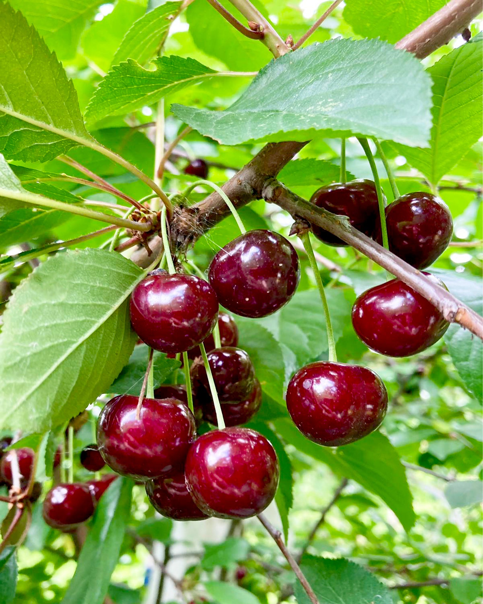 Sweet Cherry Trees — Roots to Fruits Nursery