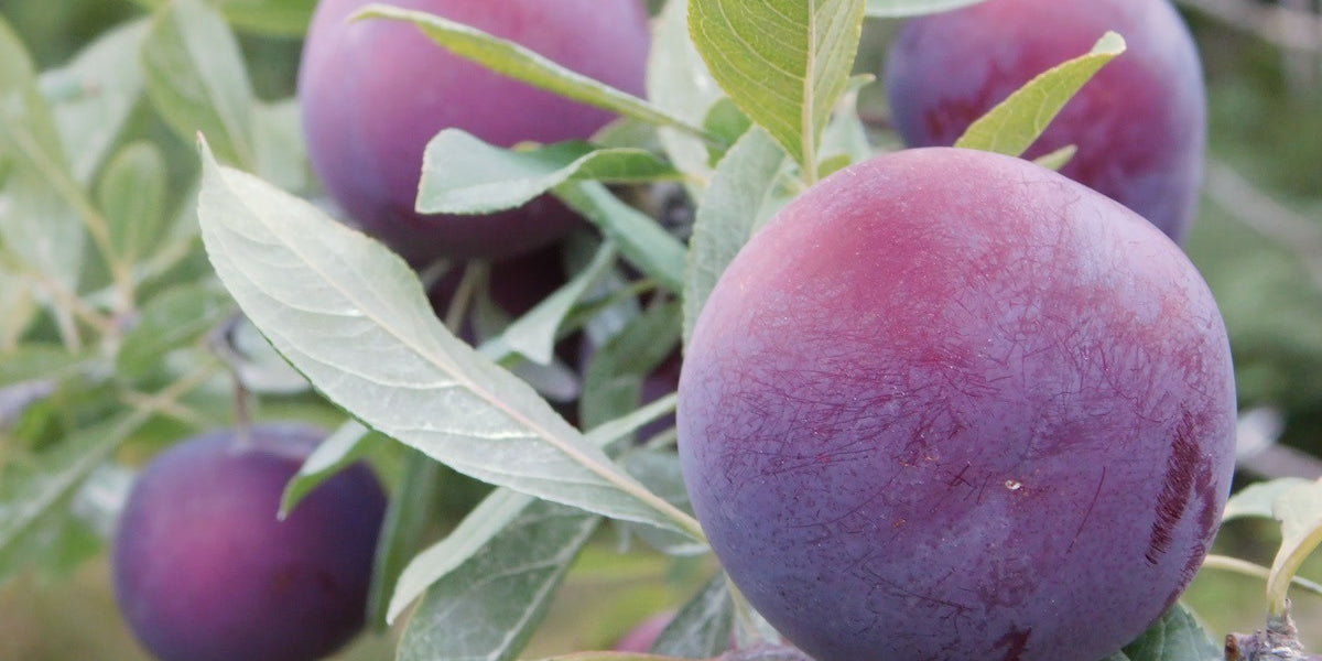 Black Ice® Plum Tree — Roots to Fruits Nursery