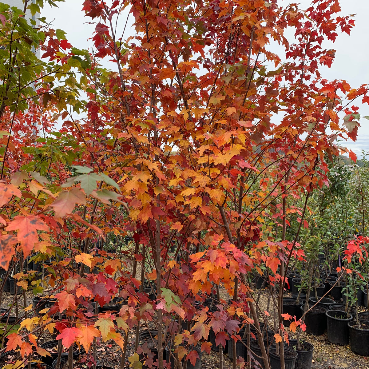 Sienna Glen Maple Tree — Roots to Fruits Nursery