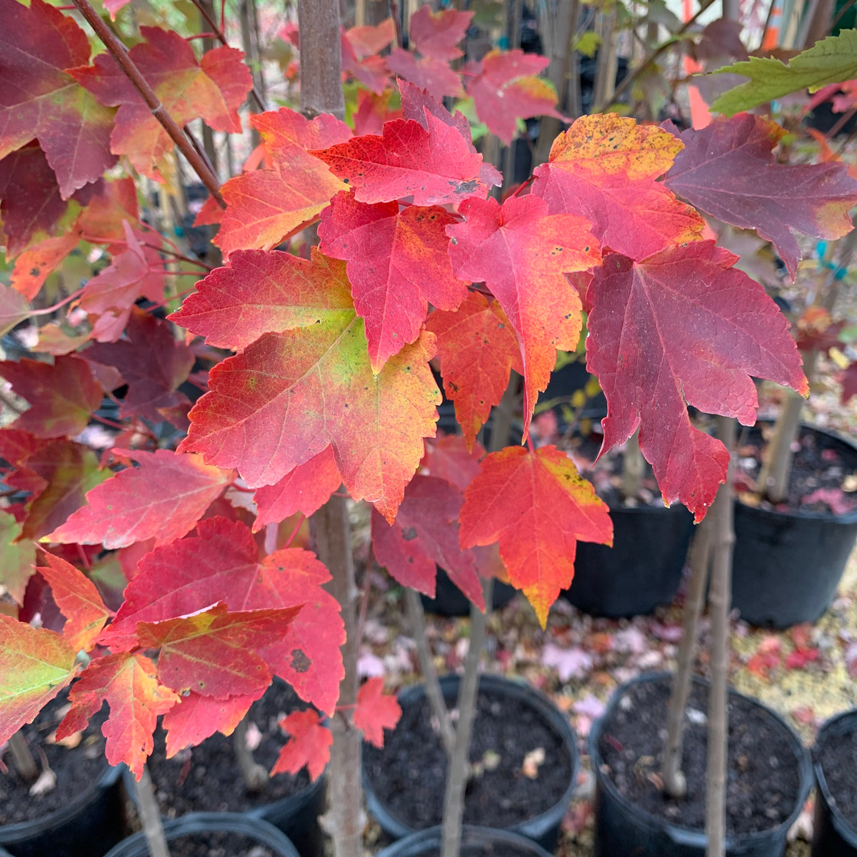 Burgundy Belle Maple Tree — Roots to Fruits Nursery