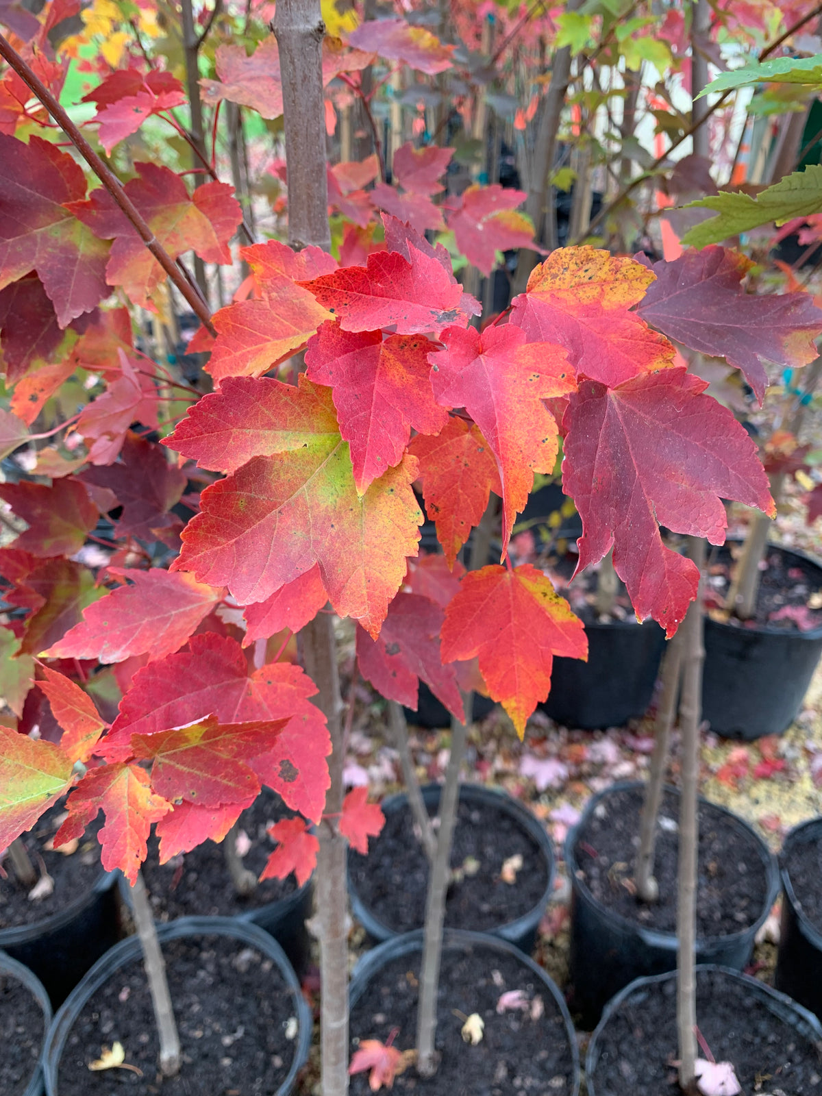 Burgundy Belle Maple Tree — Roots to Fruits Nursery
