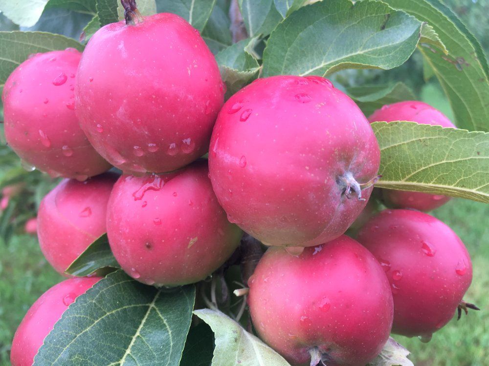 Wickson Crabapple Tree — Roots to Fruits Nursery