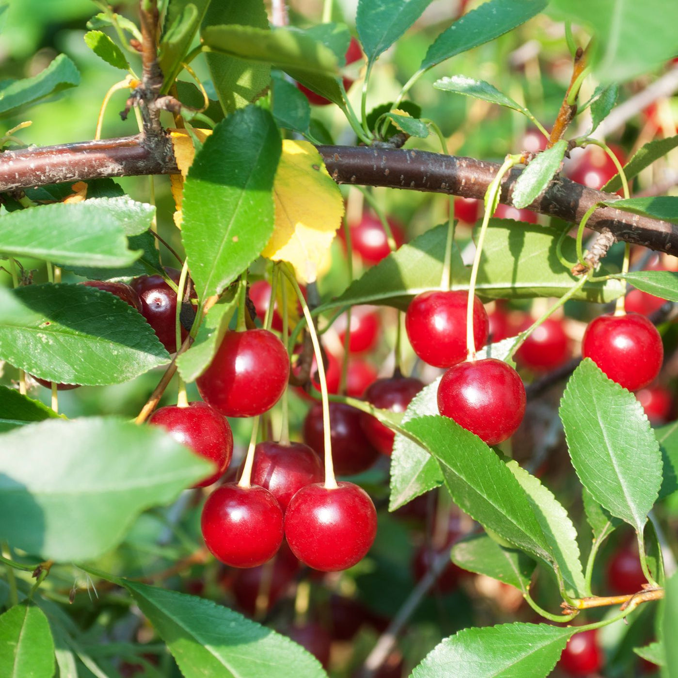 Sweet Cherry Trees — Roots to Fruits Nursery