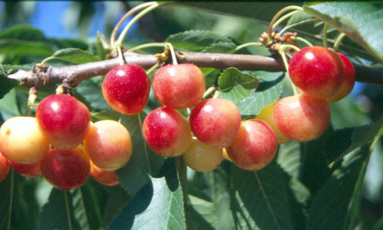 Roots to Fruits Nursery | Cherry Trees