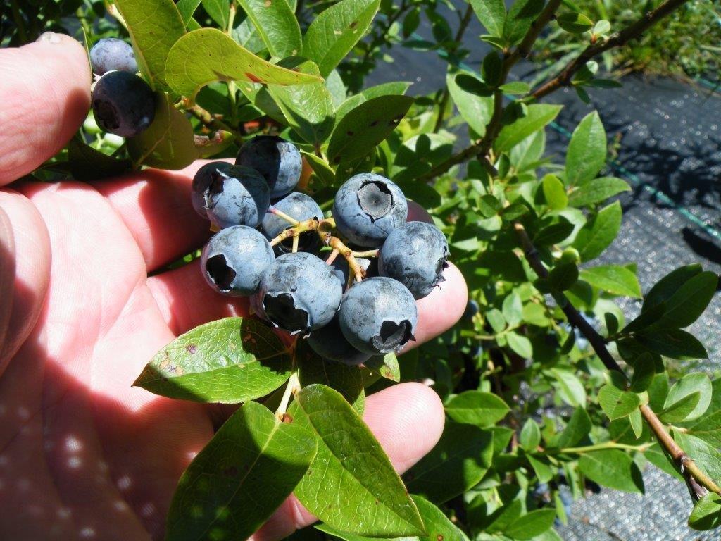 Blueberries — Roots to Fruits Nursery