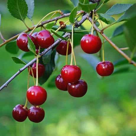 Meteor Cherry Tree — Roots to Fruits Nursery