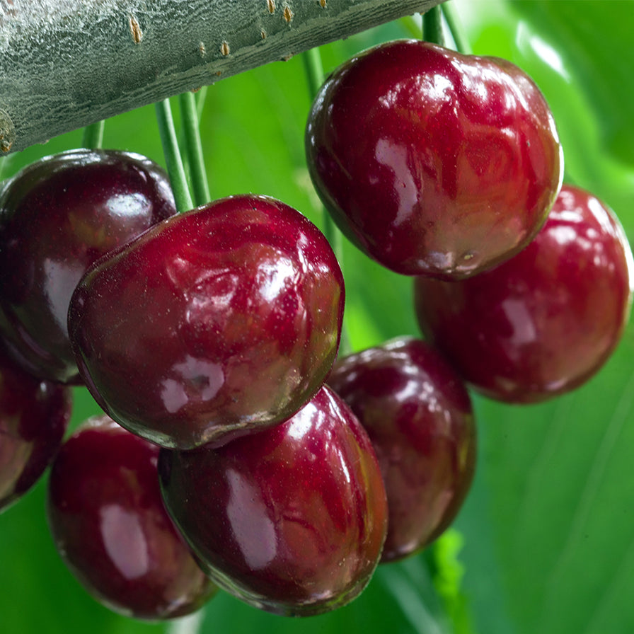 Sweet Cherry Trees — Roots to Fruits Nursery