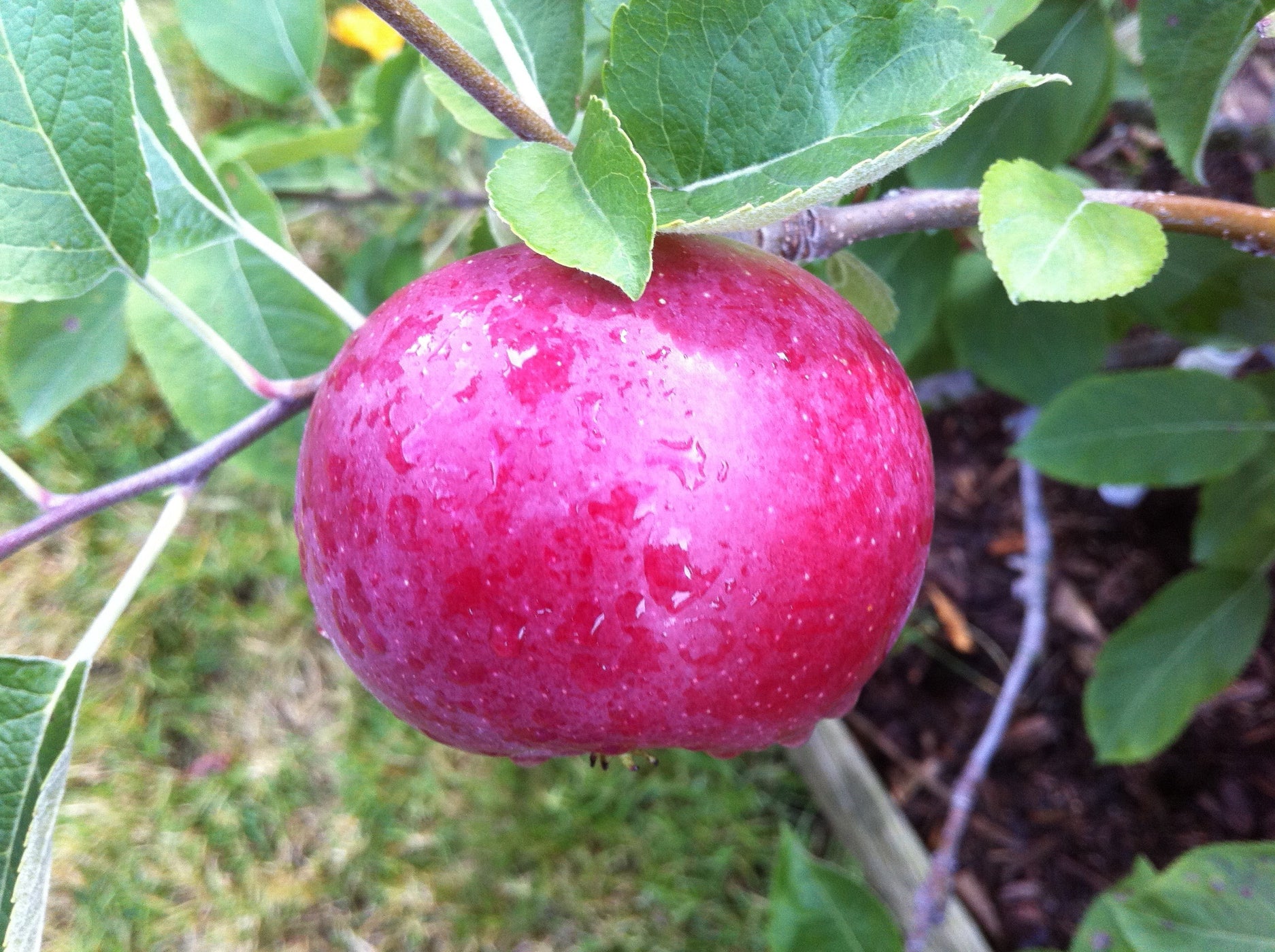 Spartan Apple Tree — Roots to Fruits Nursery