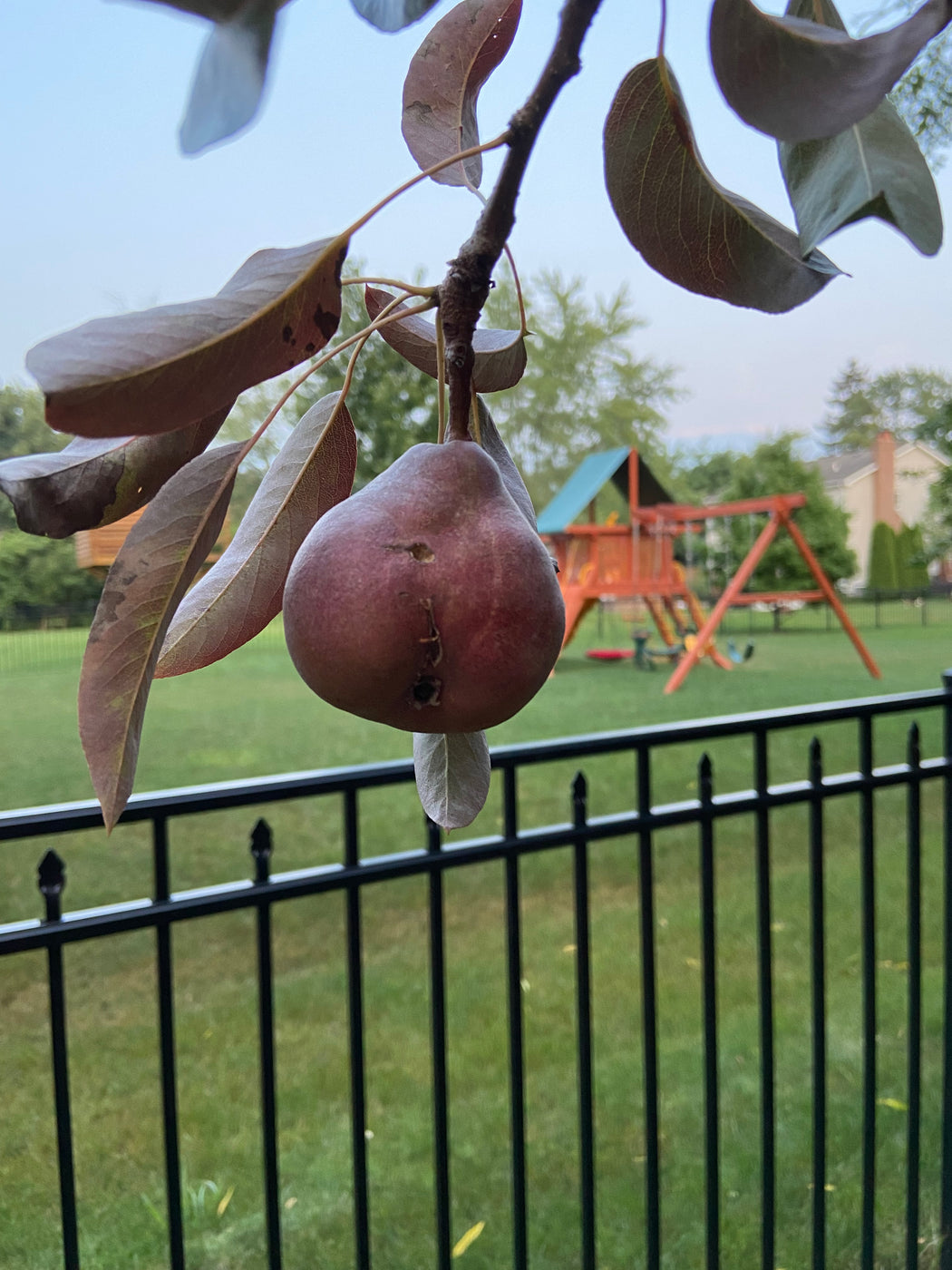 Summercrisp Pear Tree — Roots to Fruits Nursery