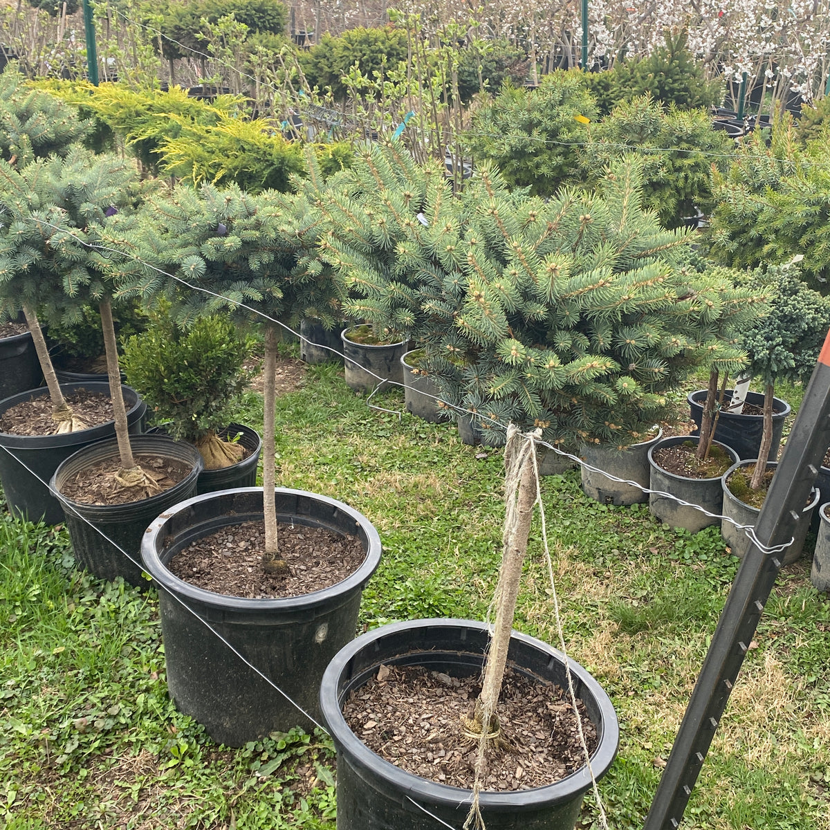 Dwarf Globe Blue Spruce on Standard — Roots to Fruits Nursery