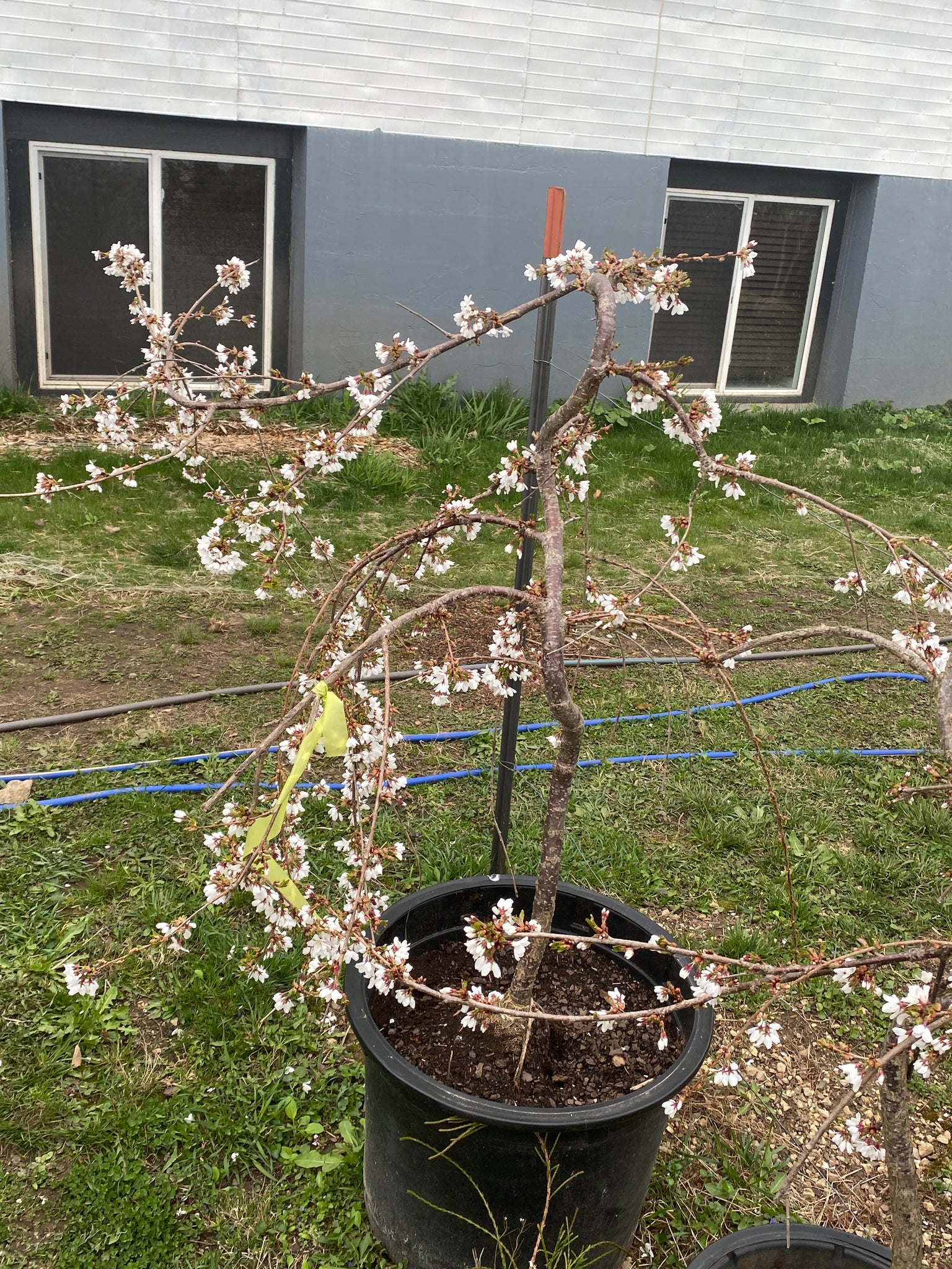 Cherry Trees — Roots to Fruits Nursery