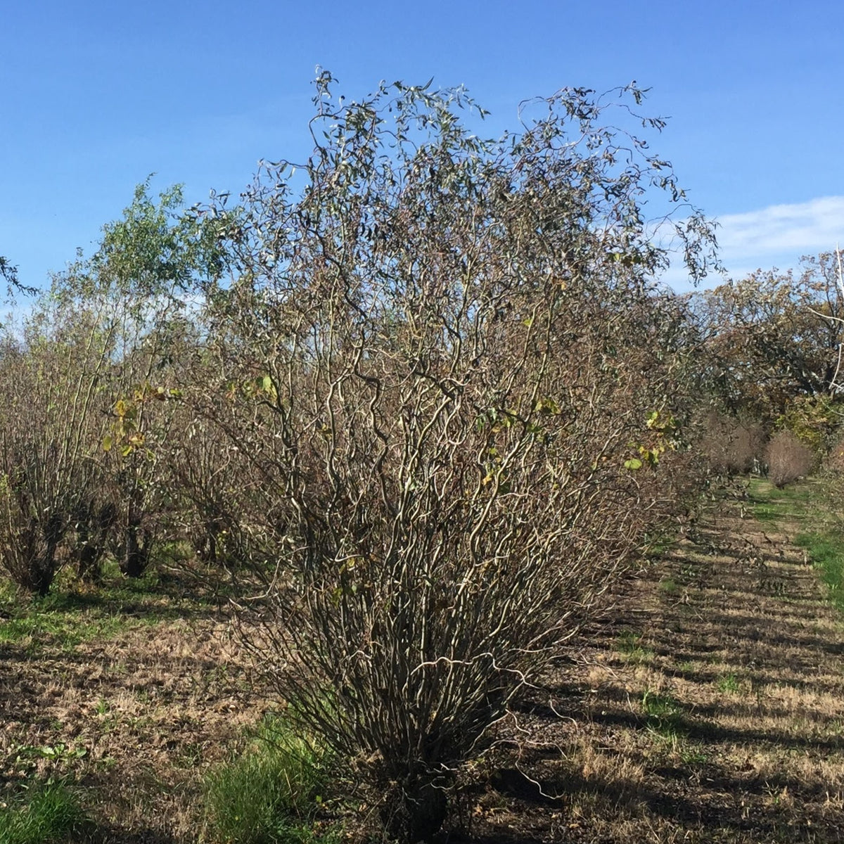 Globe Navajo Willow — Roots to Fruits Nursery