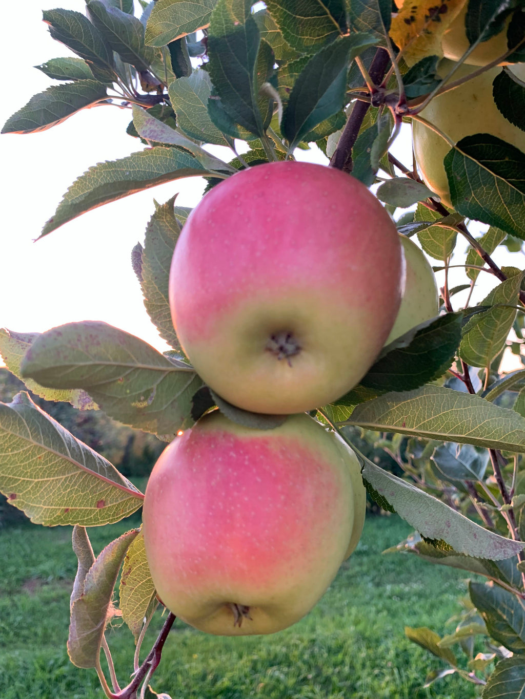 Modern Apples — Roots to Fruits Nursery