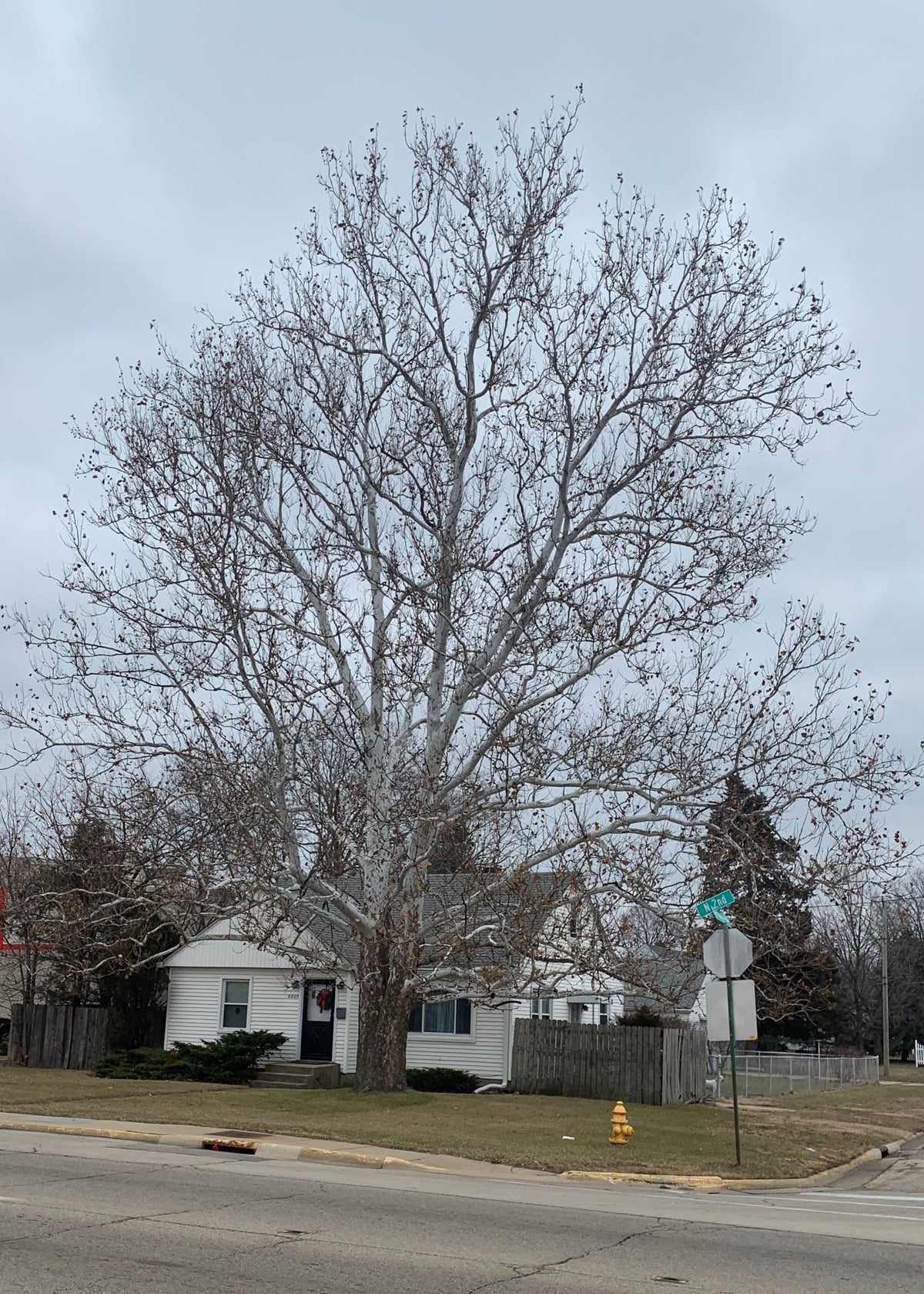 Exclamation Sycamore Trees — Roots to Fruits Nursery
